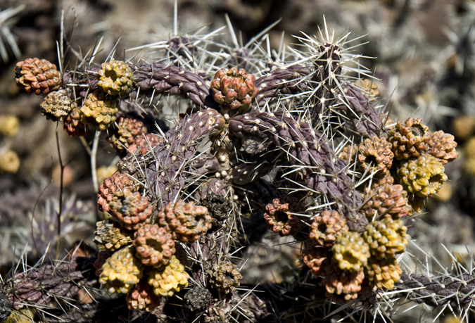 Walking the Land: Cockscomb Trail Hike-Marty Reinstra & Eileen Nauman ...